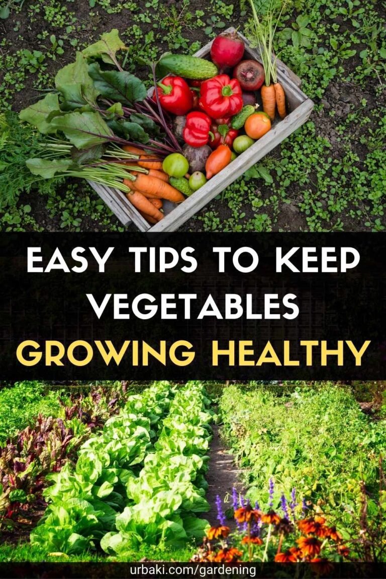Easy Tips to Keep Vegetables Growing Healthy