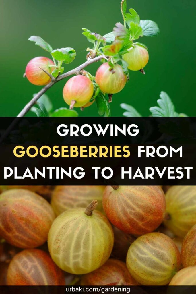Growing Gooseberries from Planting to Harvest