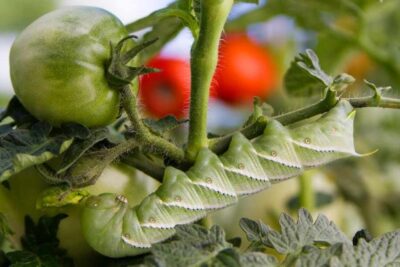 How to Control & Prevent Tomato Hornworm