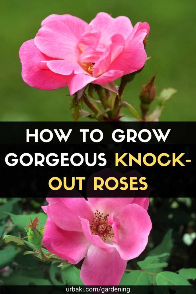 How to Grow Gorgeous Knock-Out Roses