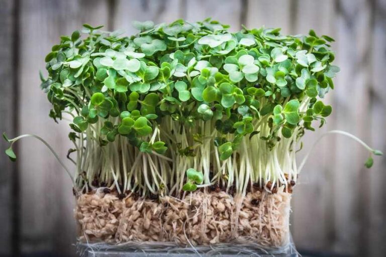 How to Grow Watercress in an Easy Way