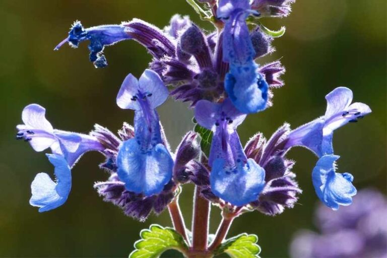 How to Grow and Harvest Catnip in Containers