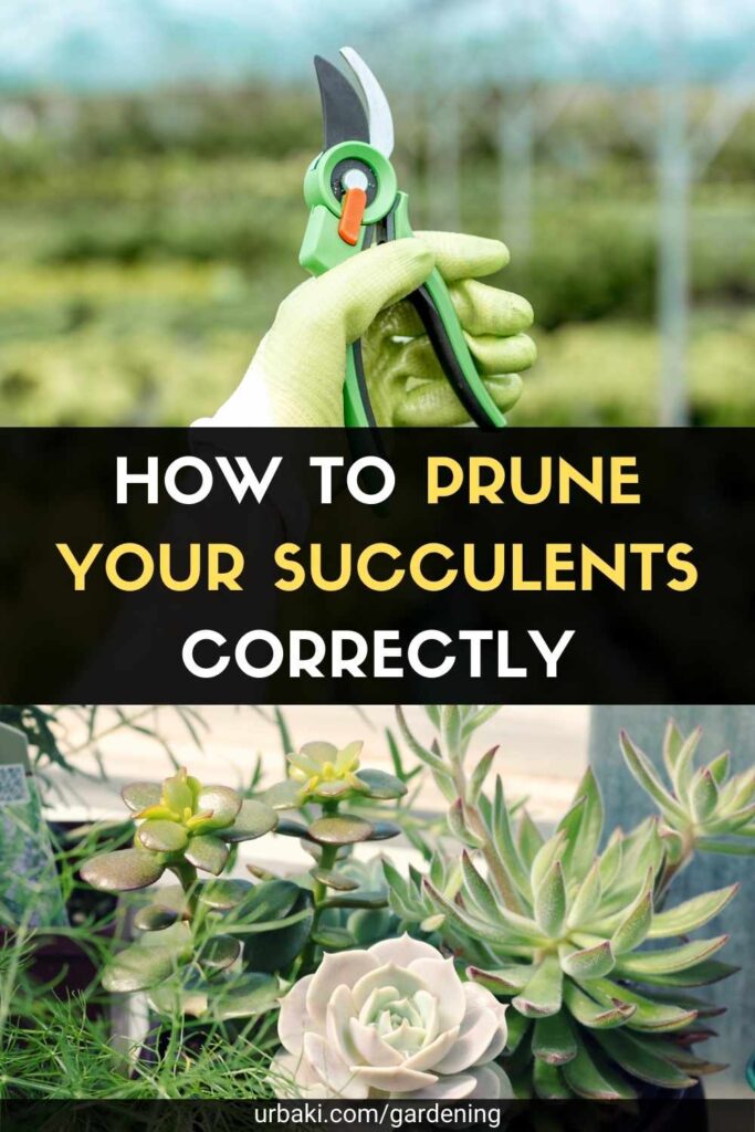 How to Prune Your Succulents Correctly