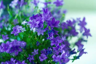 How to Grow and Care for Browallia Flowers