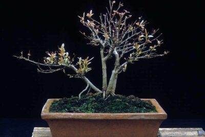 Is Your Bonsai Dying? Here Are The Signs