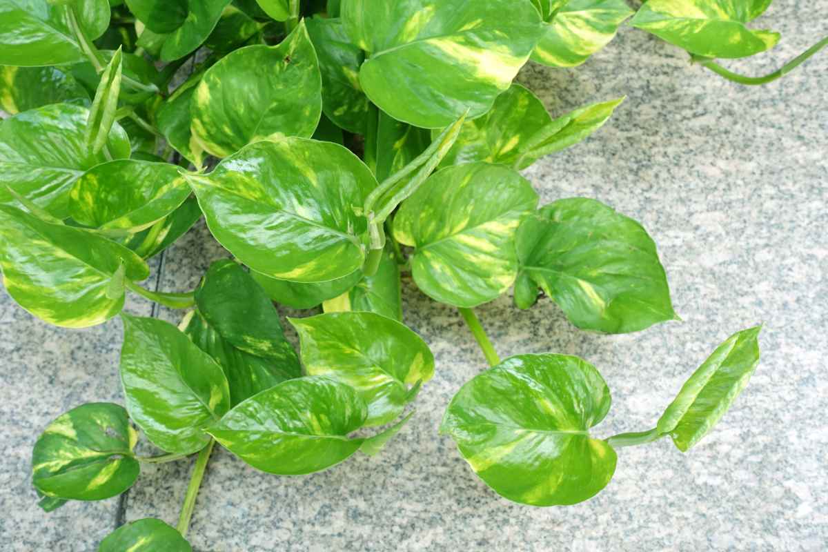 5 Easy Ideas to Grow Bushy Money Plants