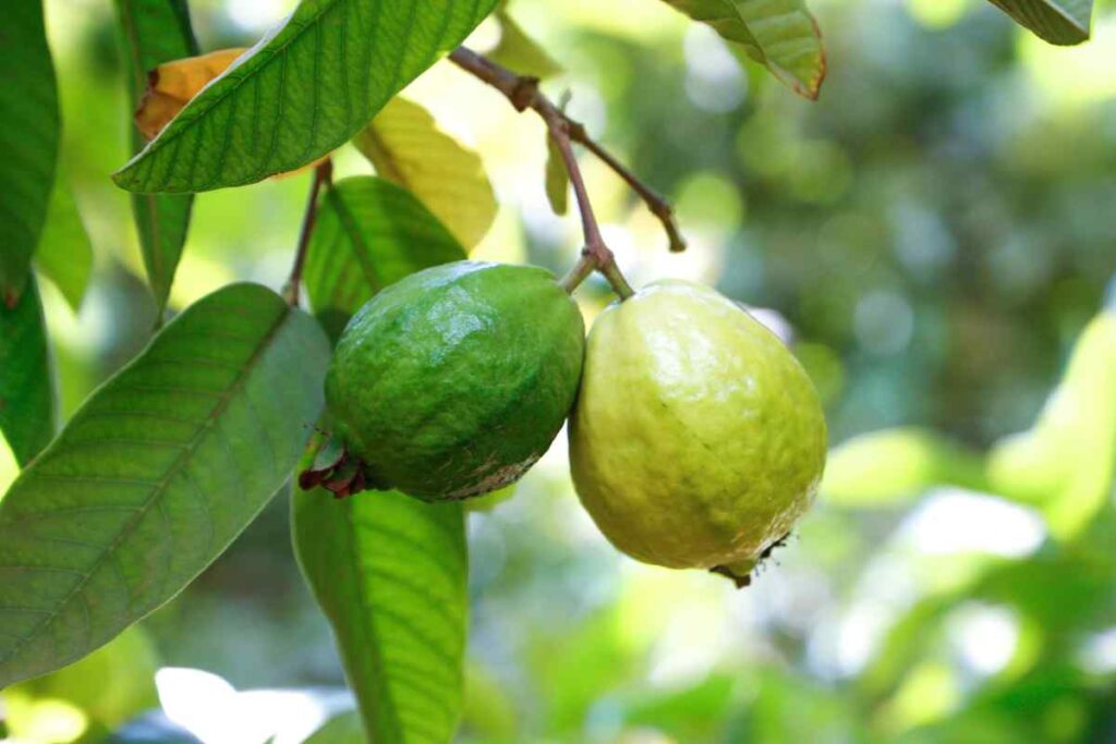 Growing and Caring for Pink Guava Trees