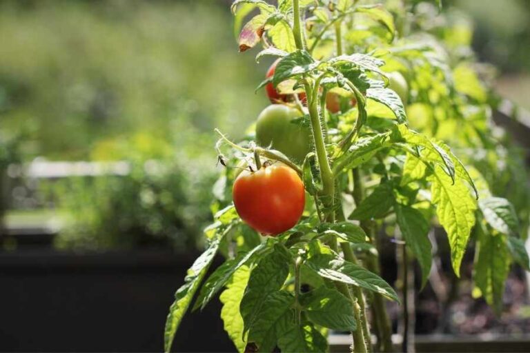 The Best Crops to Grow in Container Gardens