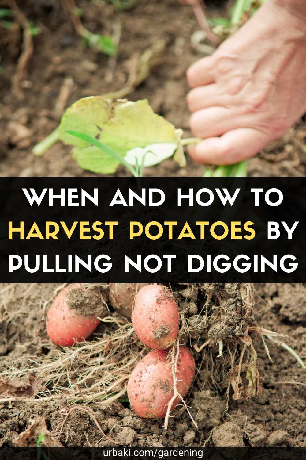 When and How to Harvest Potatoes by Pulling not Digging