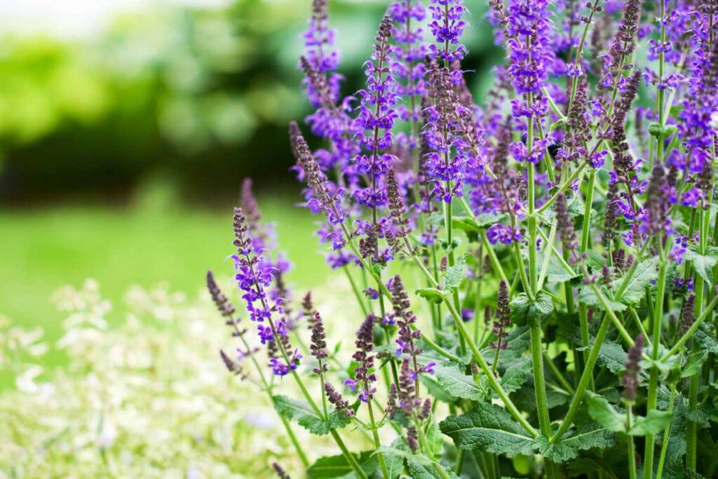 How to Prune Salvia Plants Properly
