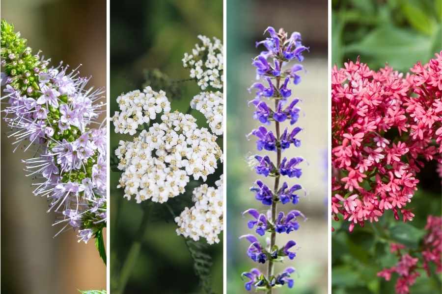 5 Low Care and Easy Flowers to Grow