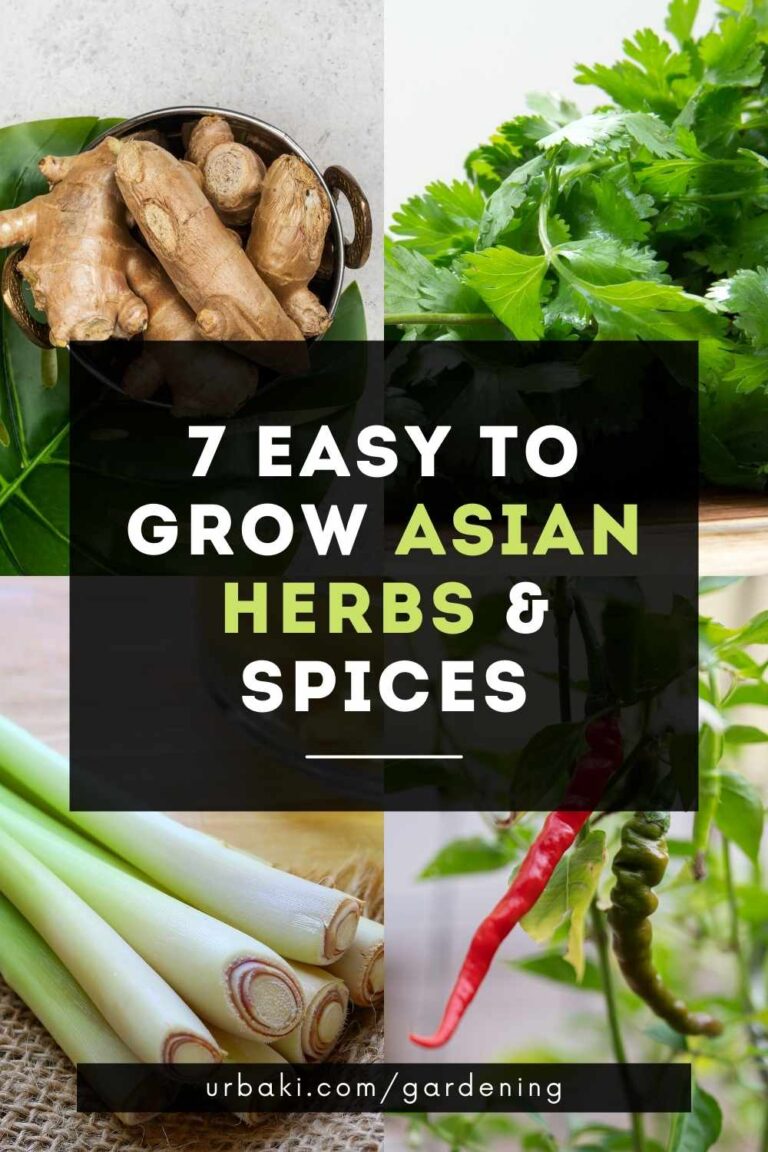 7 Easy to Grow Asian Herbs & Spices