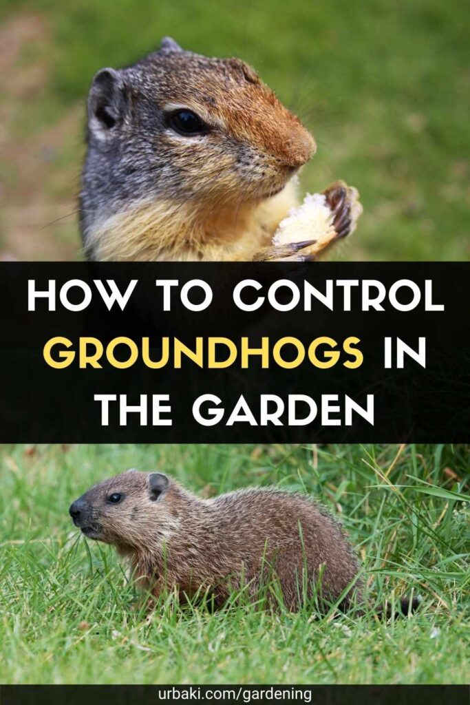 How to Control Groundhogs in The Garden