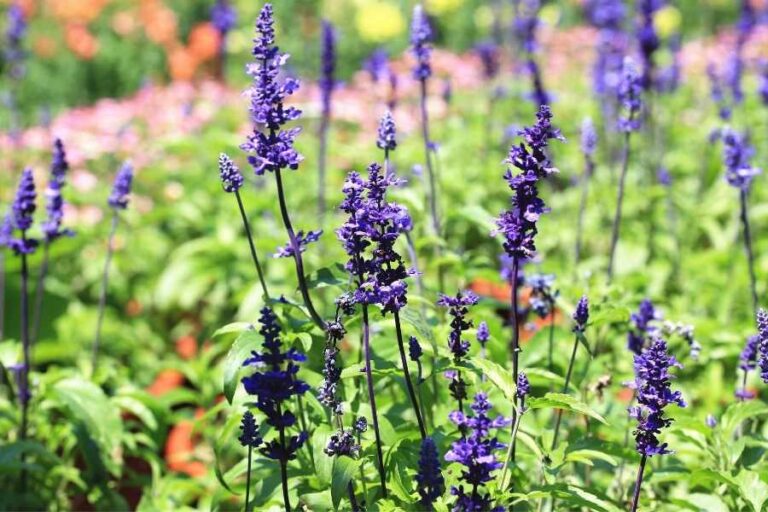 How to Prune Salvia Plants Properly
