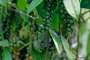 Learn How to Grow Black Pepper (Piper Nigrum)