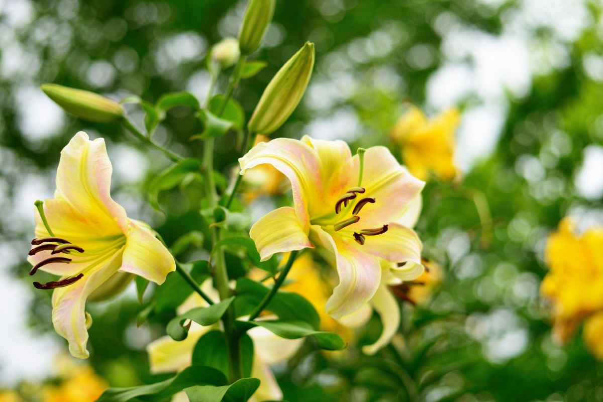Tips on How to Make Your Easter Lilies Last Longer