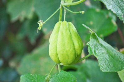 The Easiest Way To Grow Chayote