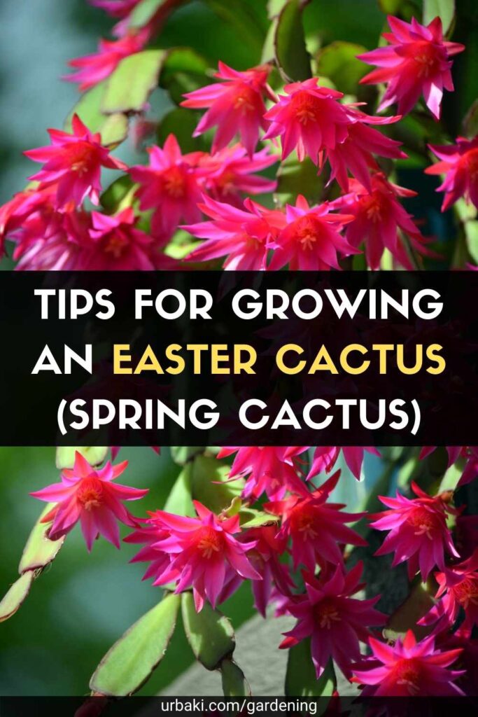 Tips For Growing An Easter Cactus (Spring Cactus)