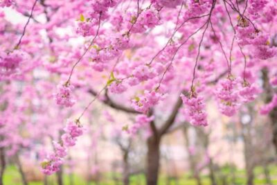Top 4 Flowering Cherry Trees for Your Garden