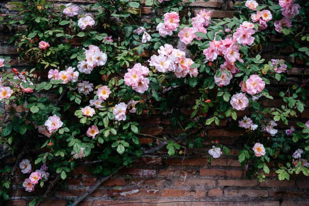 How to Prune and Train Climbing Roses