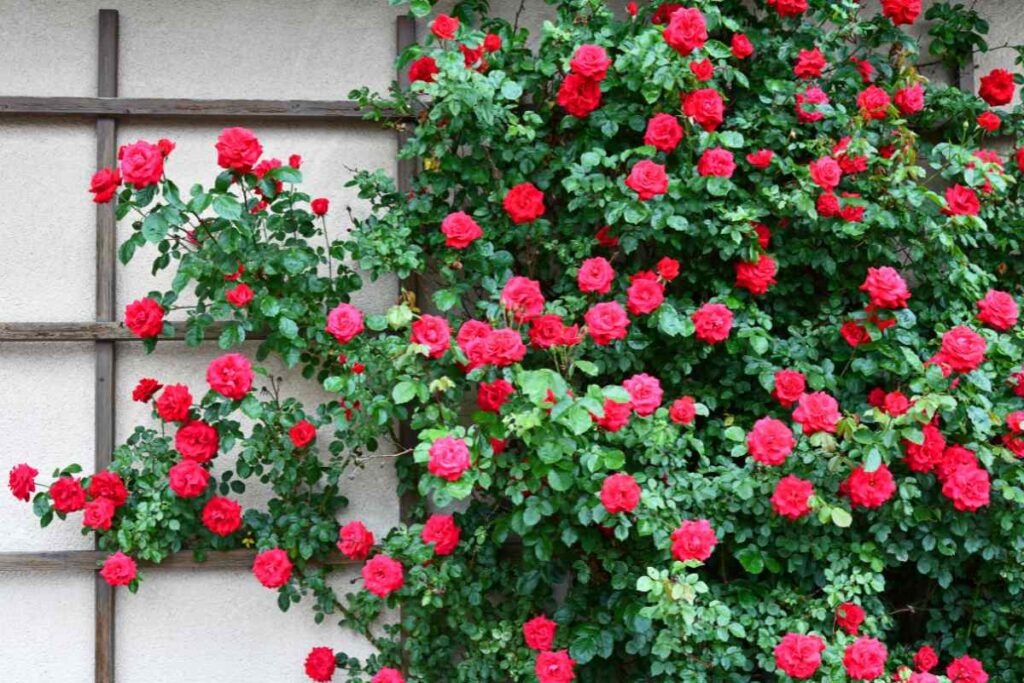 How to Prune and Train Climbing Roses