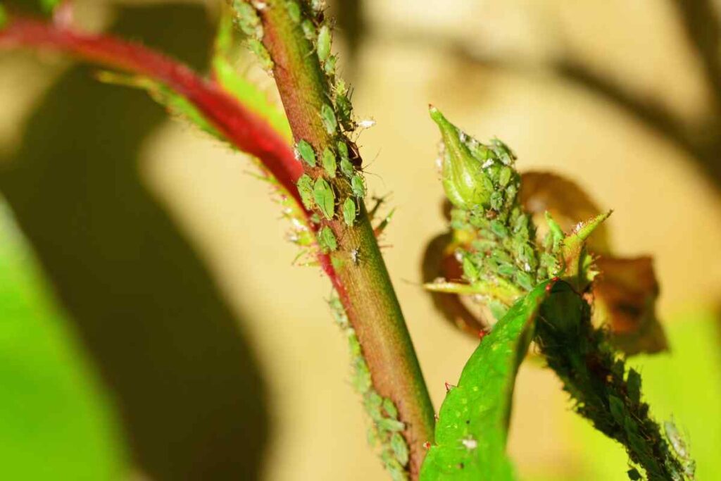 Tips to Control and Prevention of Aphids