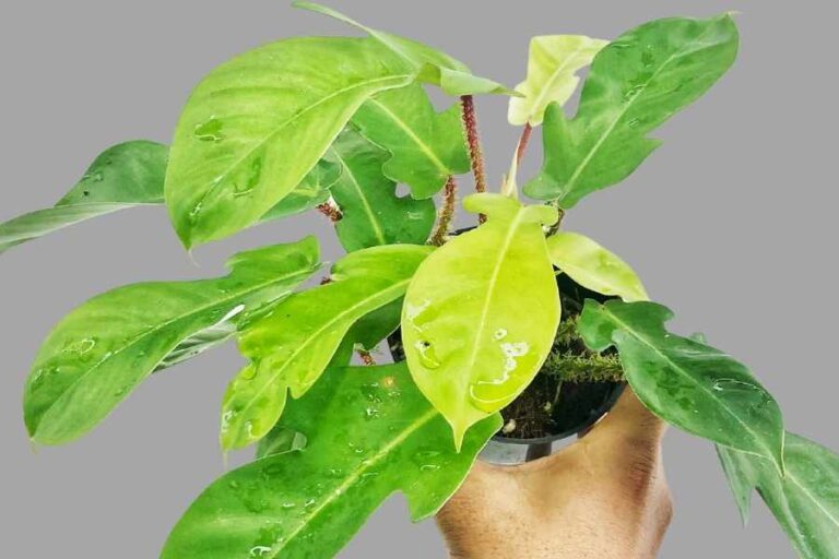 Philodendron Squamiferum: The Complete Care Guide