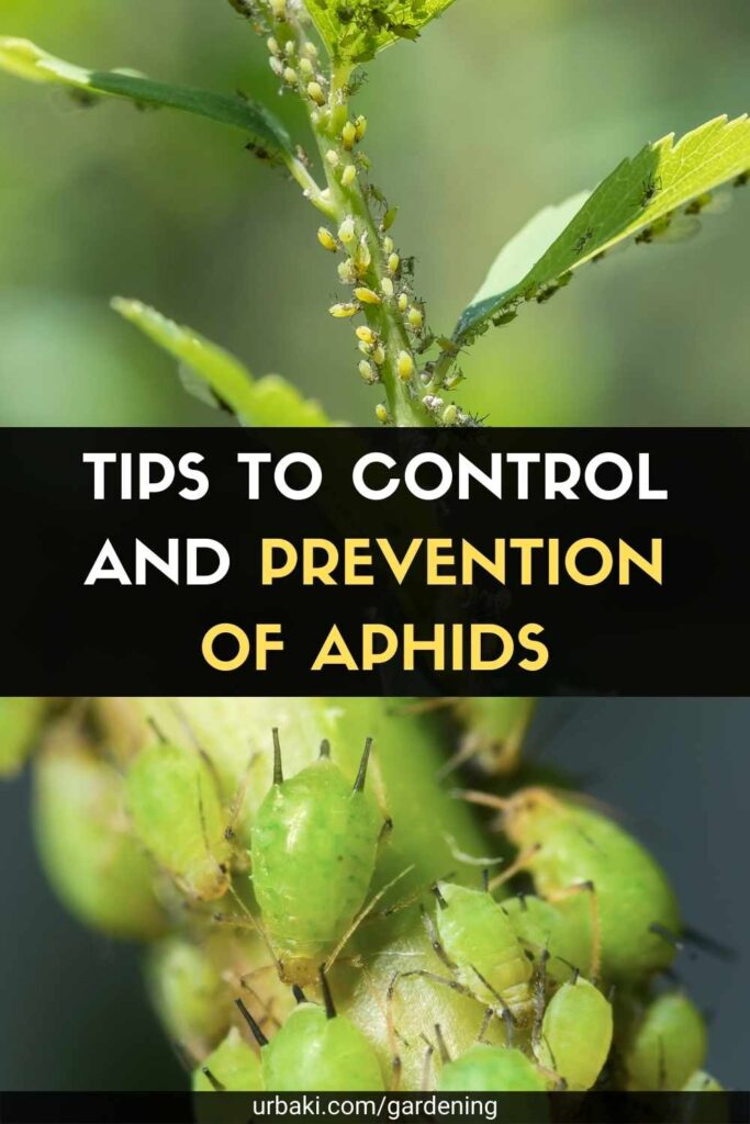Tips to Control and Prevention of Aphids