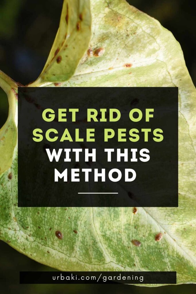 Get Rid of Scale Pests with This Method