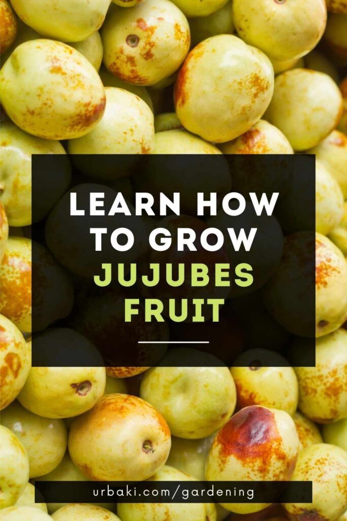 Learn How to Grow Jujubes Fruit
