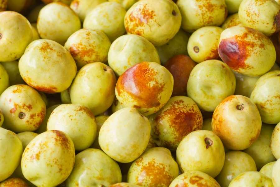 Learn How to Grow Jujubes Fruit