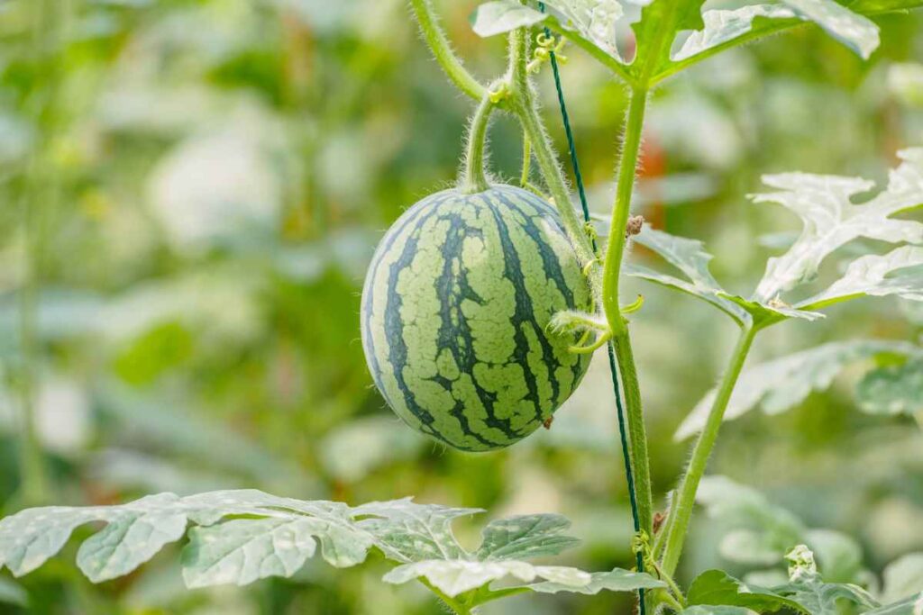 How to Grow Watermelons Vertically on a Trellis