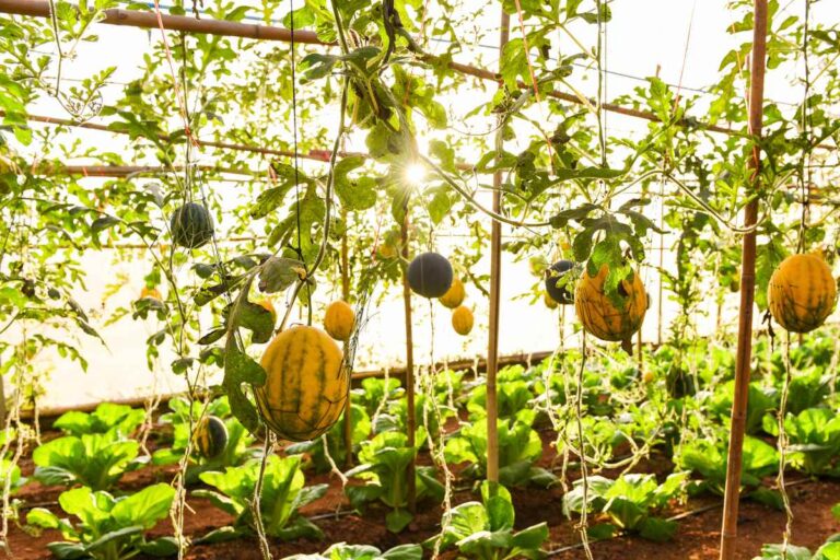 How to Grow Watermelons Vertically on a Trellis