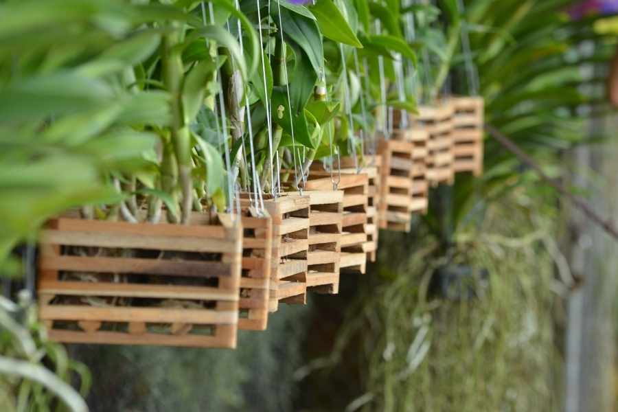4 Easy Crops to Grow in Hanging Baskets