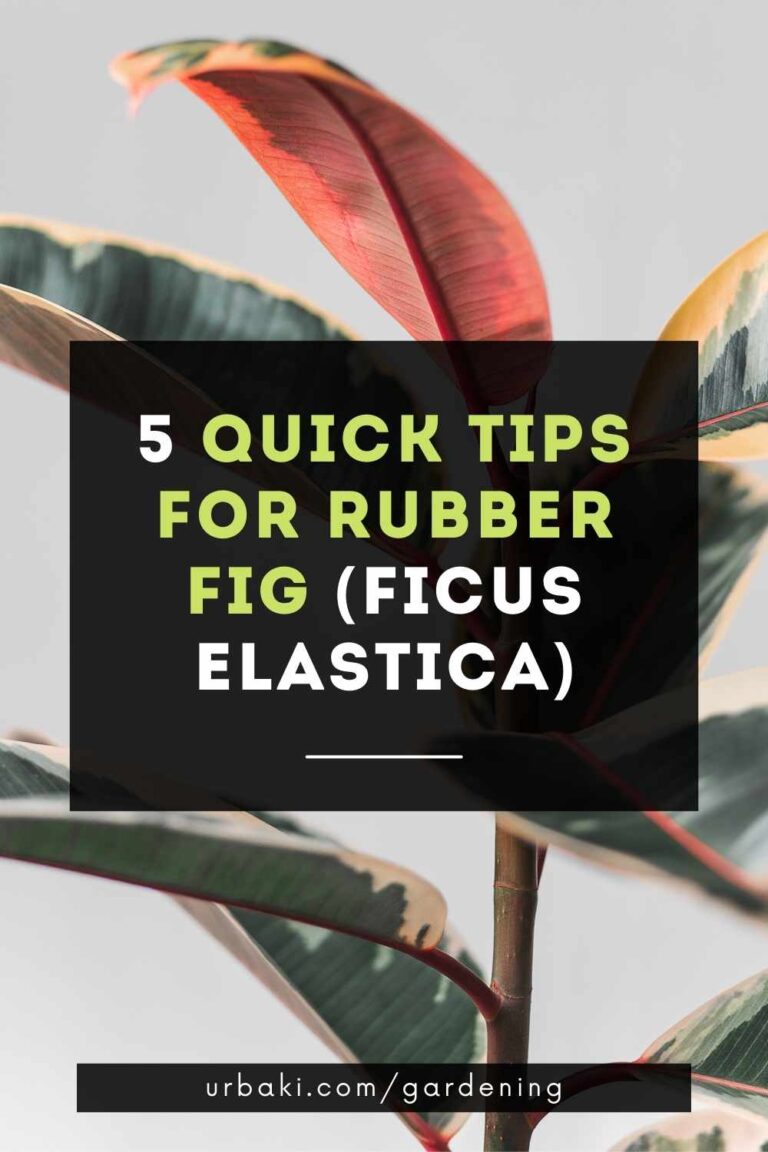 5 Quick Tips for Rubber Fig (Ficus Elastica)