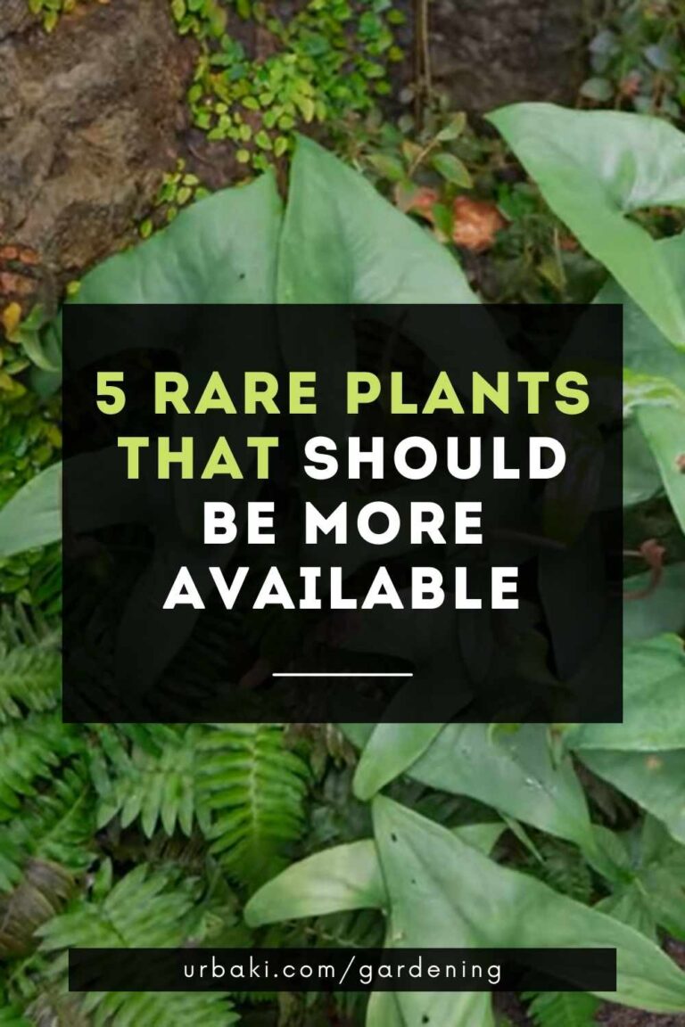 5 Rare Plants That Should be More Available