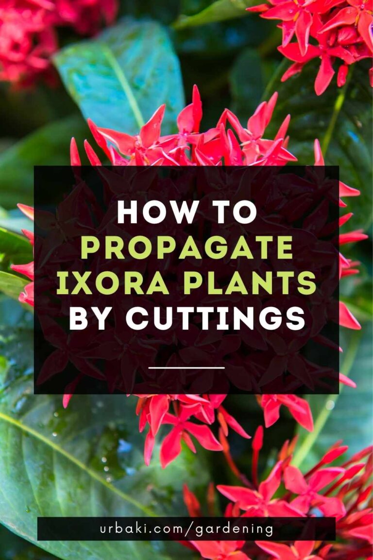 How to Propagate Ixora Plants by Cuttings