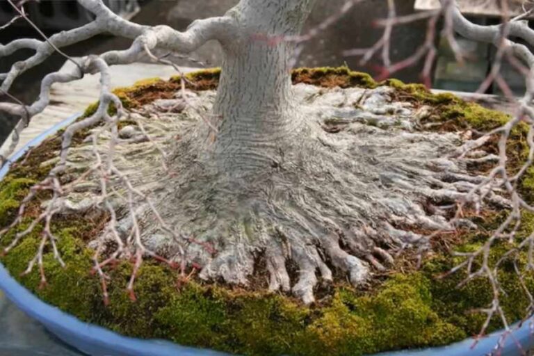 Learn How to Create a Bonsai Root Spread