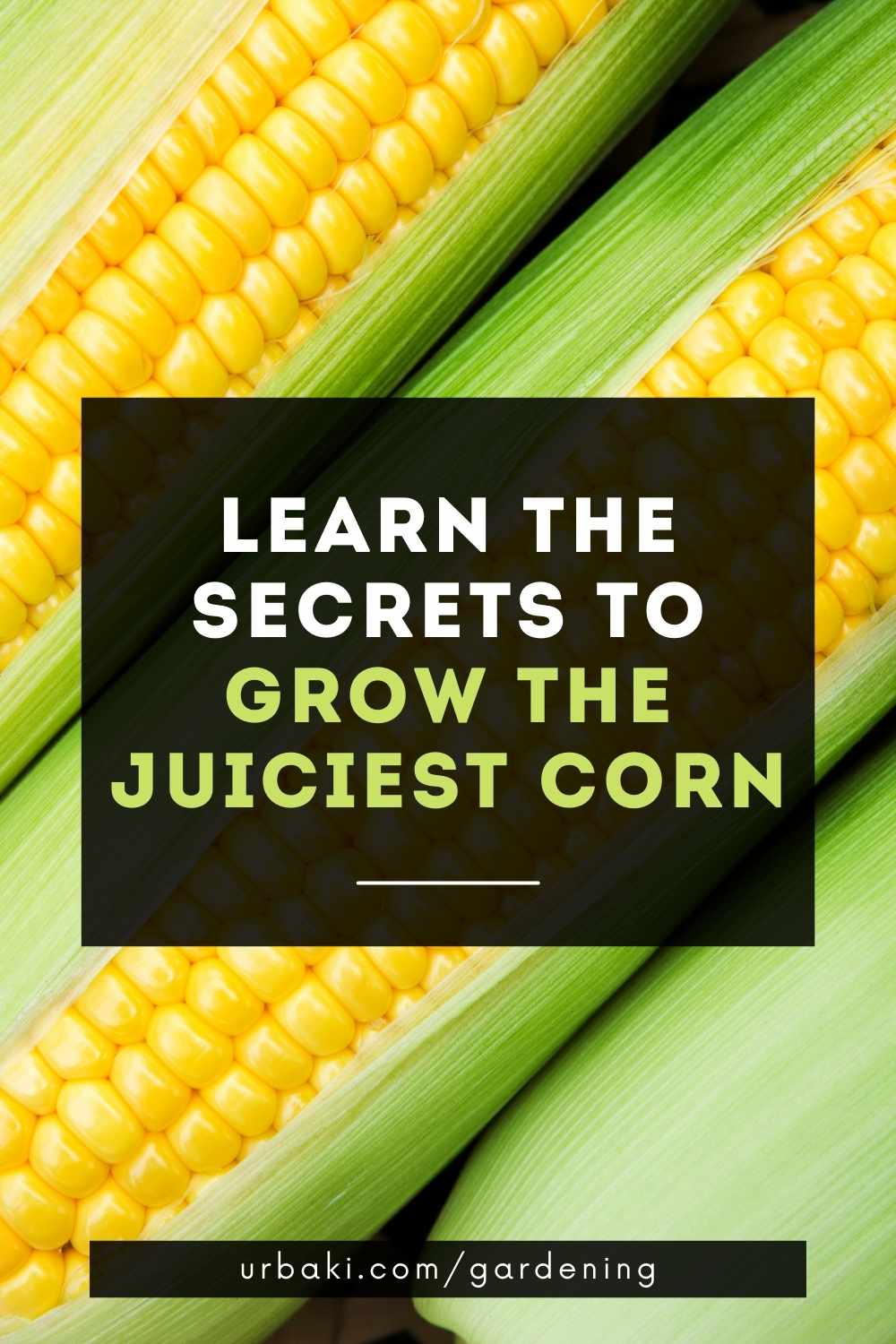 Learn the Secrets to Grow the Juiciest Corn