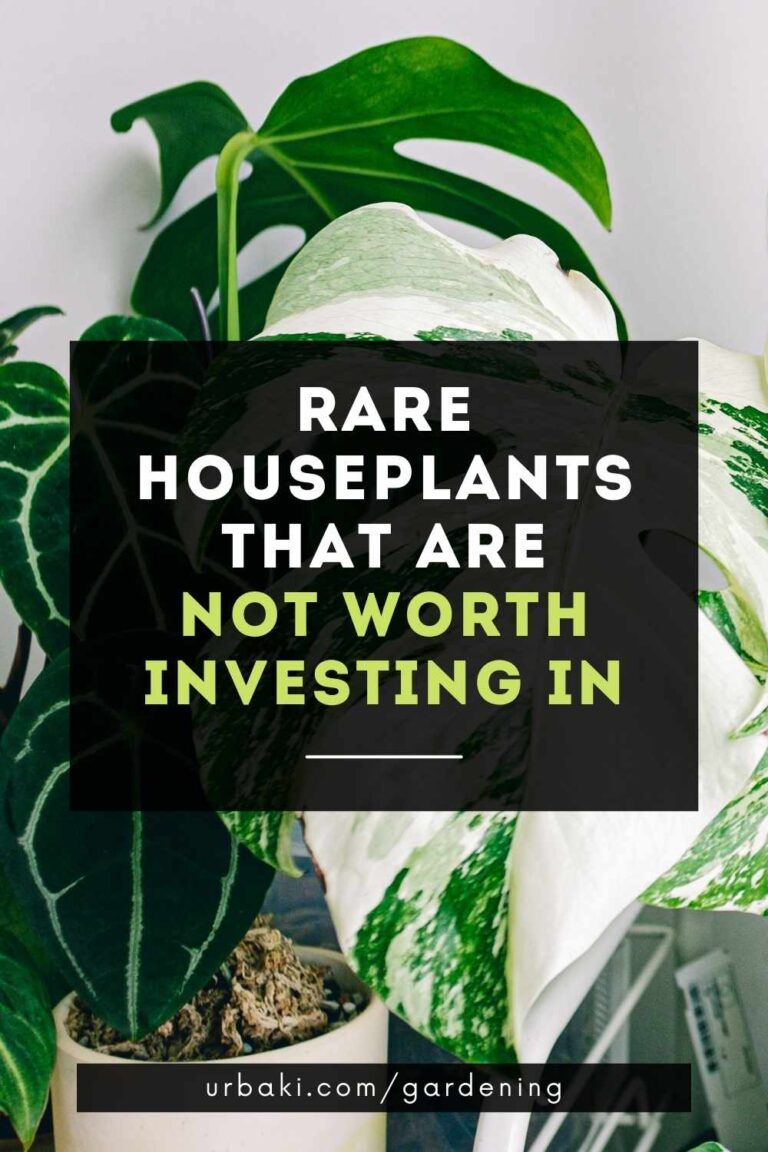 Rare Houseplants That Are Not Worth Investing In