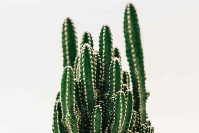 This is How You Should Repot a Big Cactus