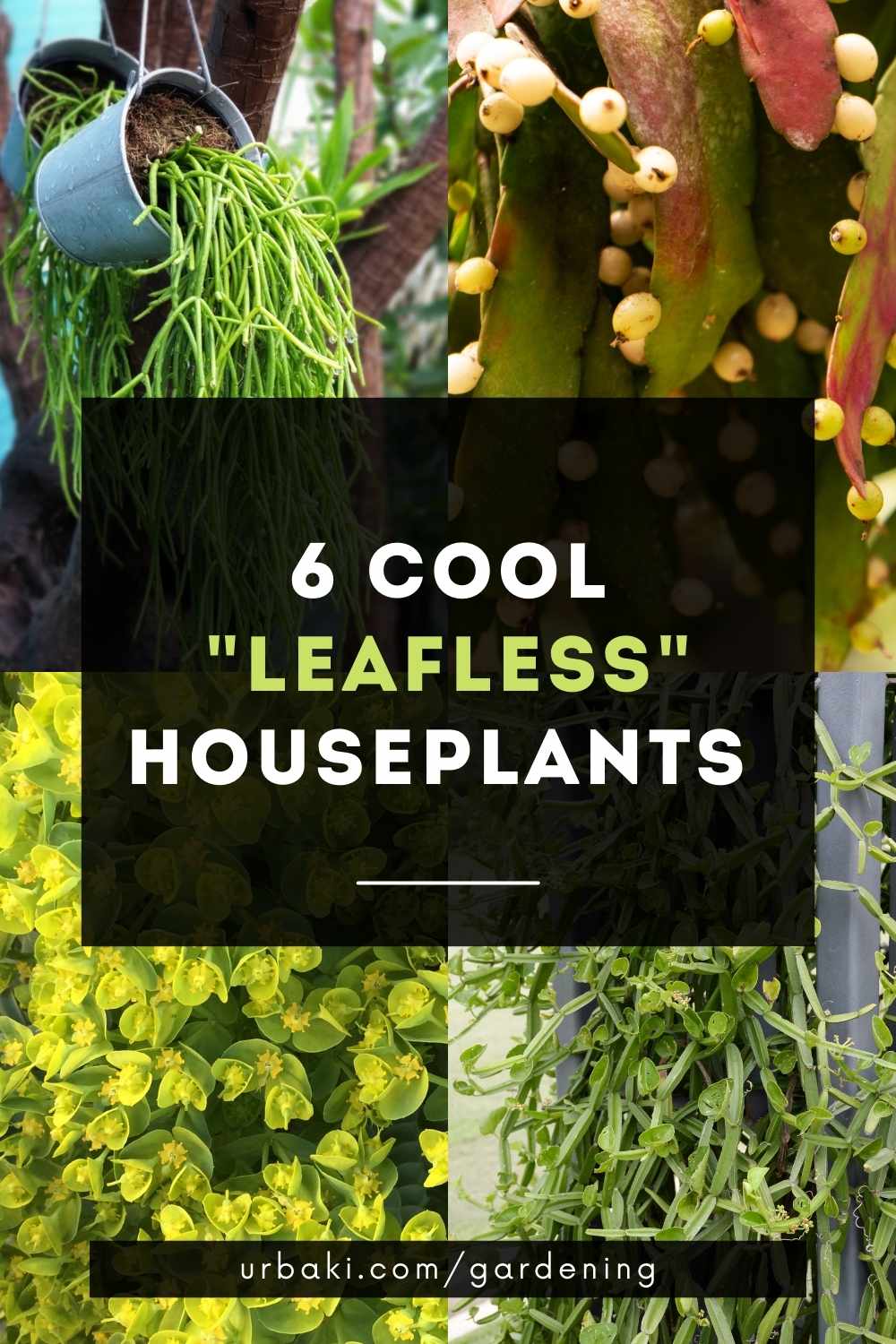 6 Cool "Leafless" Houseplants