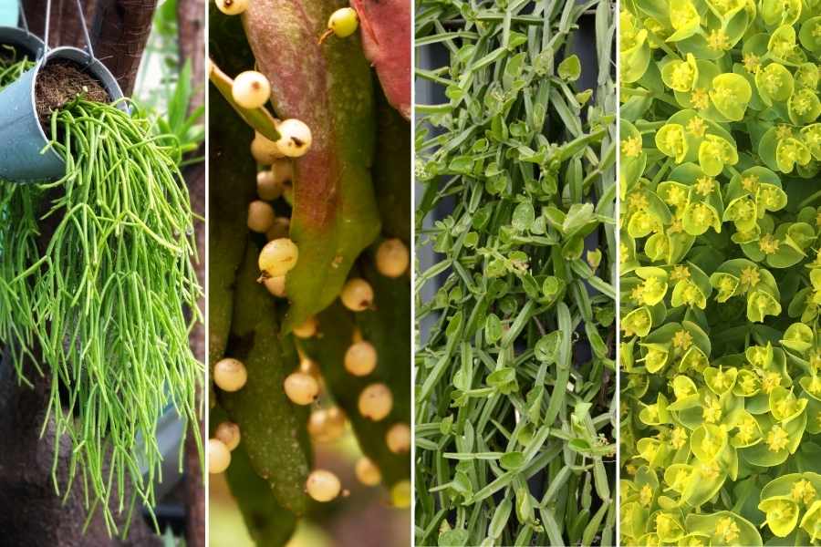 6 Cool "Leafless" Houseplants