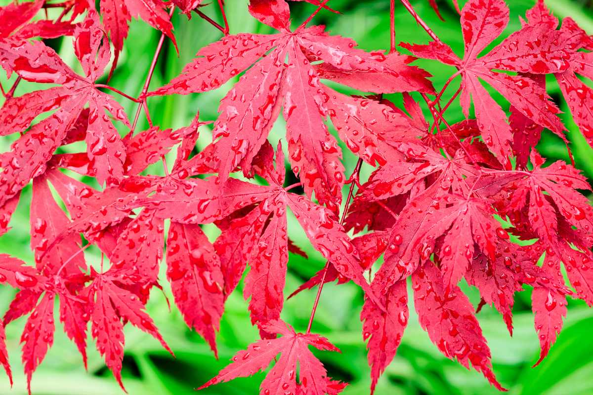 Top 5 Japanese Maples Used For Bonsai