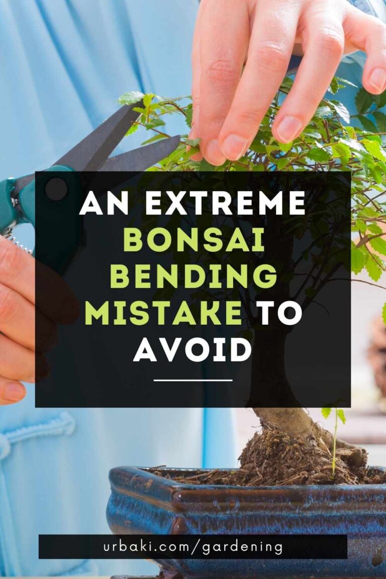An Extreme Bonsai Bending Mistake to Avoid
