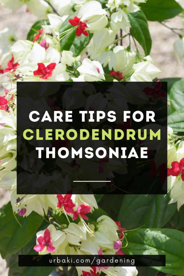 Care Tips for Clerodendrum Thomsoniae