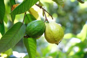 Growing Guava Plants From One Fruit