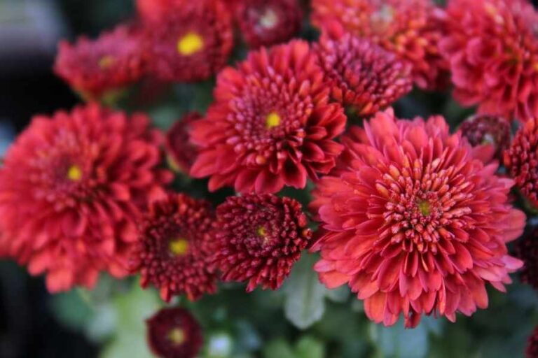 How to Propagate Many Red Mum Plants