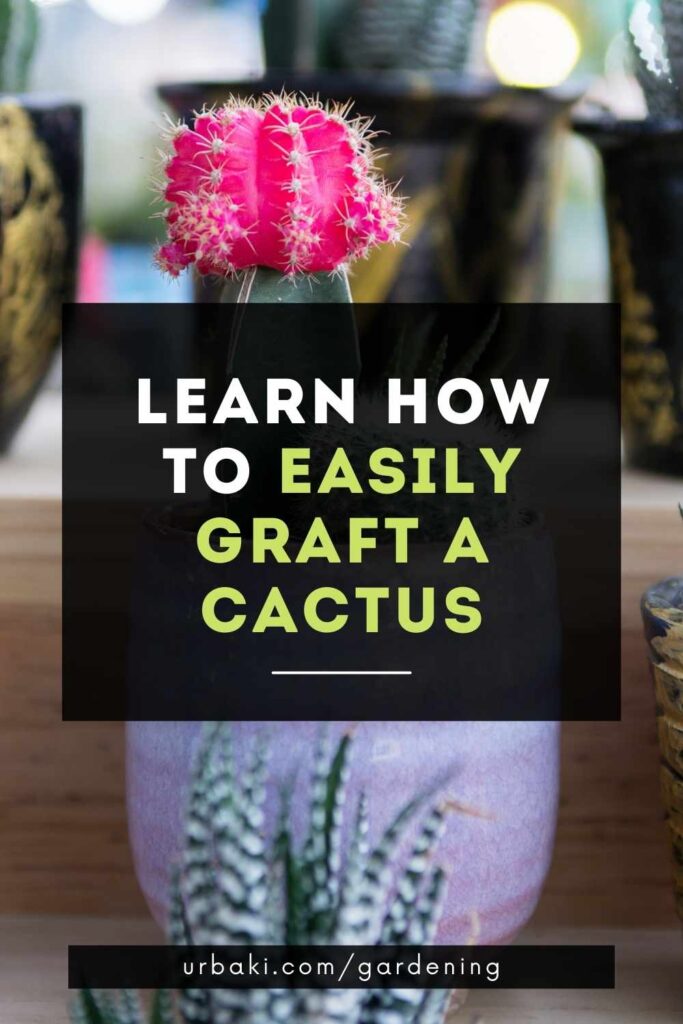 Learn How to Easily Graft a Cactus