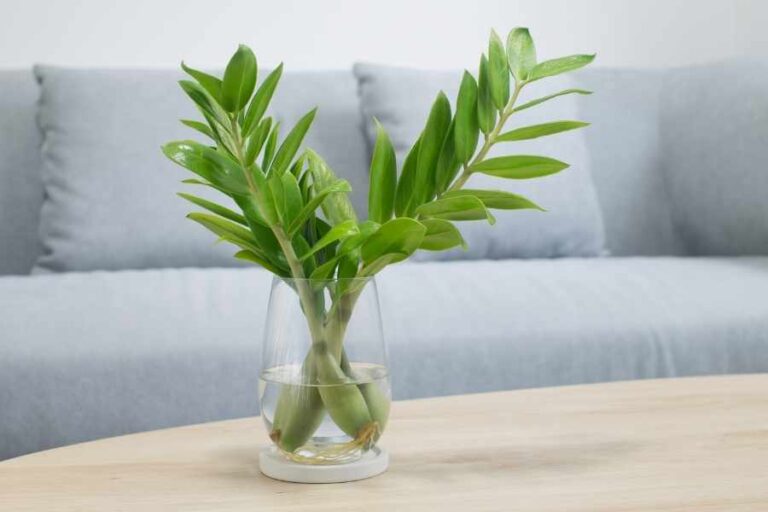 Secret Method to Propagate ZZ Plants Successfully
